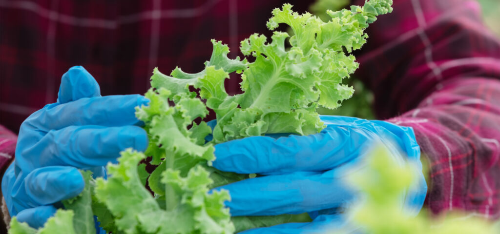 Traitement curatif du mildiou - La bouillie bordelaise